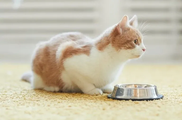 Durchfall bei Katzen - Das ist zu tun, Schritt für Schritt