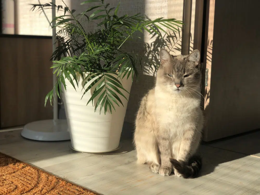 Areca Palme Katze