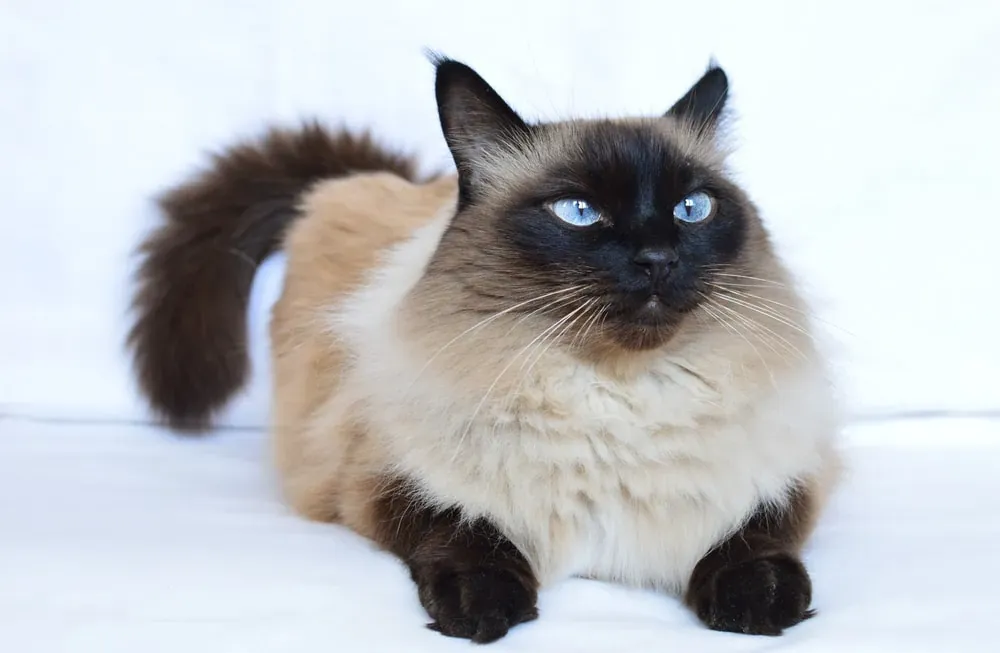 Heilige Birma Katze kaufen Kosten, Pflege und Haltung