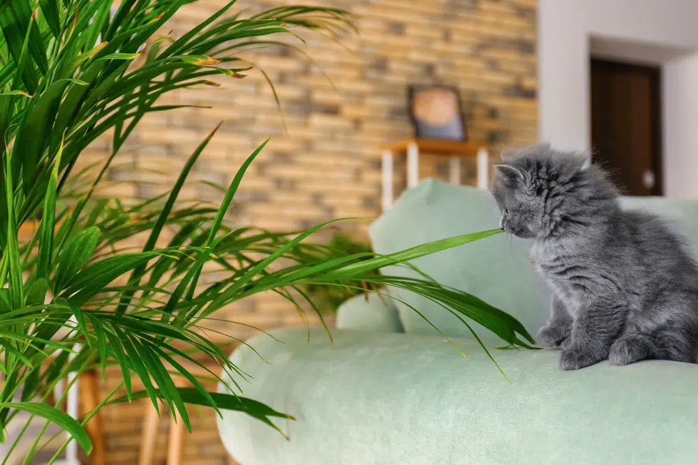Dypsis Giftig Fur Katzen