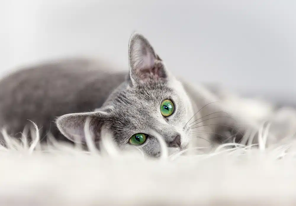 Heilige Birma Katze kaufen Kosten, Pflege und Haltung