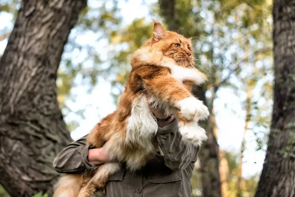 Große Katzenrassen - das sind die 7 größten Hauskatzen • katzenkram