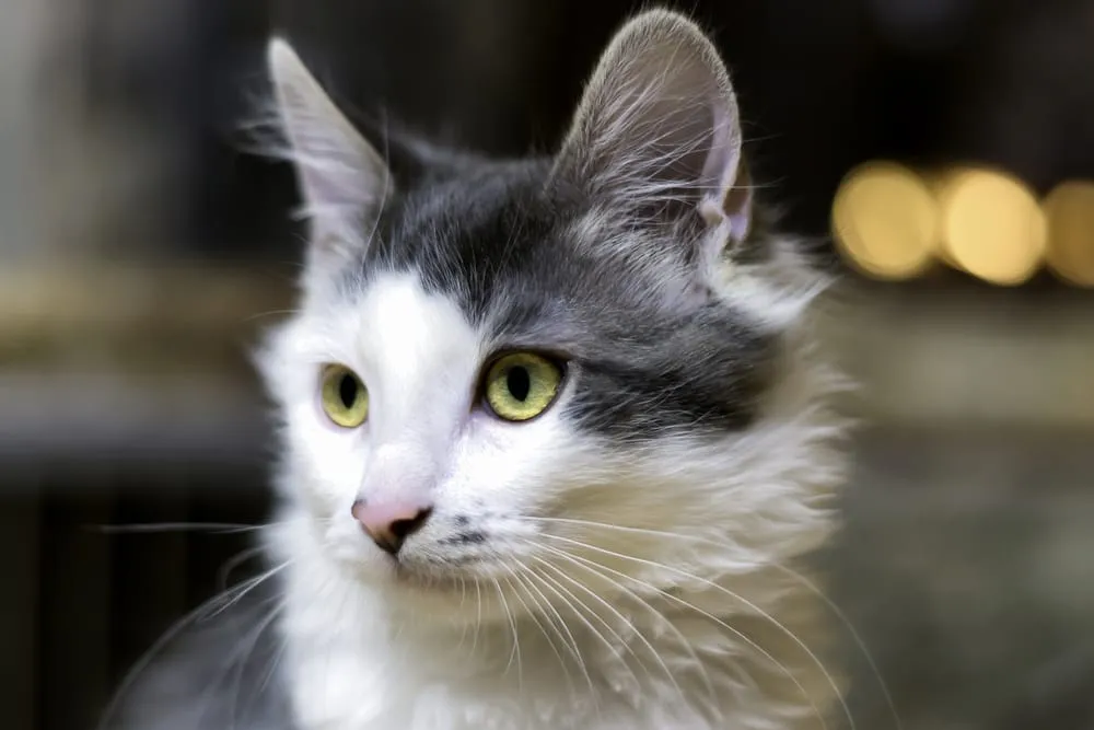 Tigerkatzen: 7 erstaunliche Fakten über getigerte Katzen