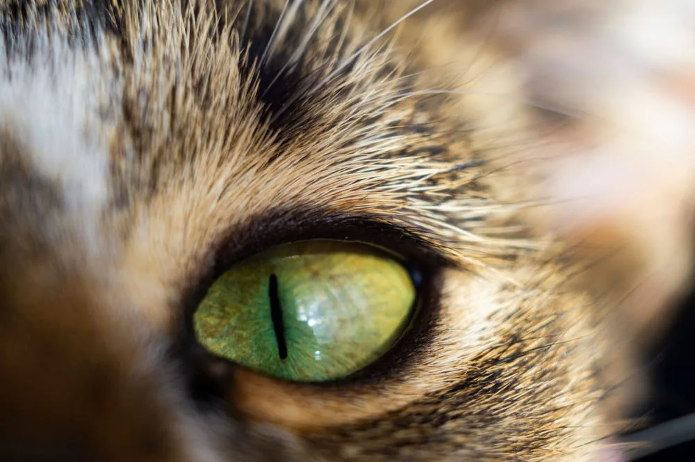 Tigerkatzen: 7 erstaunliche Fakten über getigerte Katzen