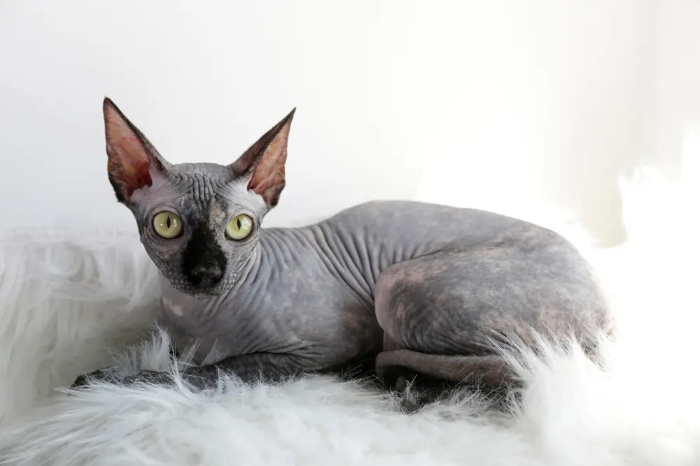 Sphynx-Katze: Das gibt es bei den Nacktkatzen zu beachten