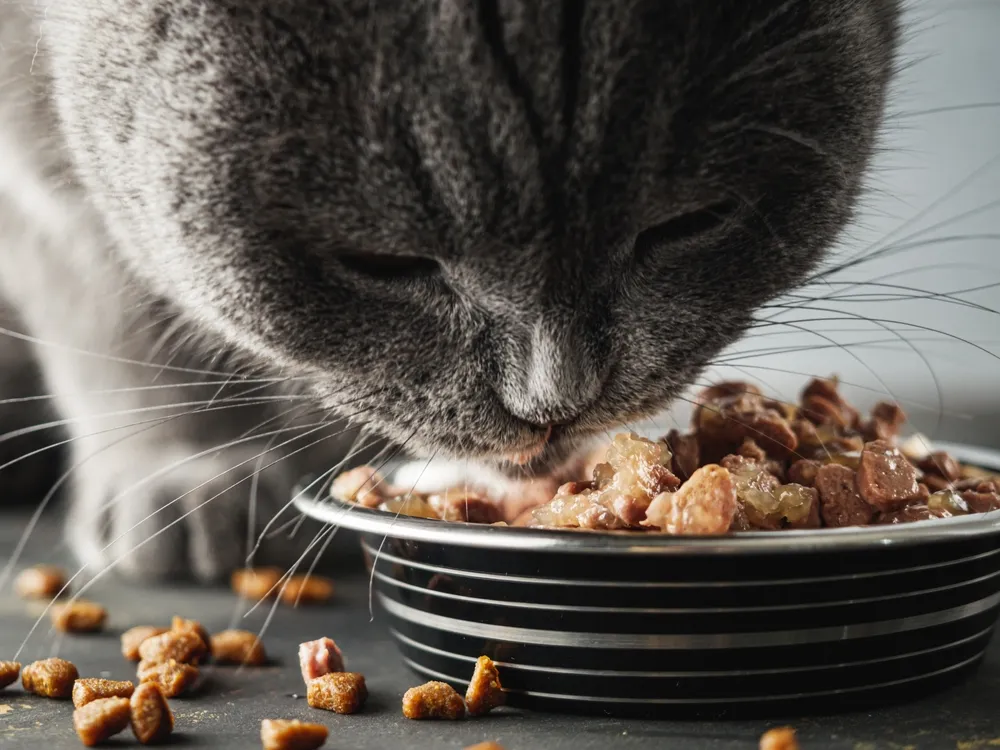 Das richtige Futter für Maine Coon Katzen • katzenkram