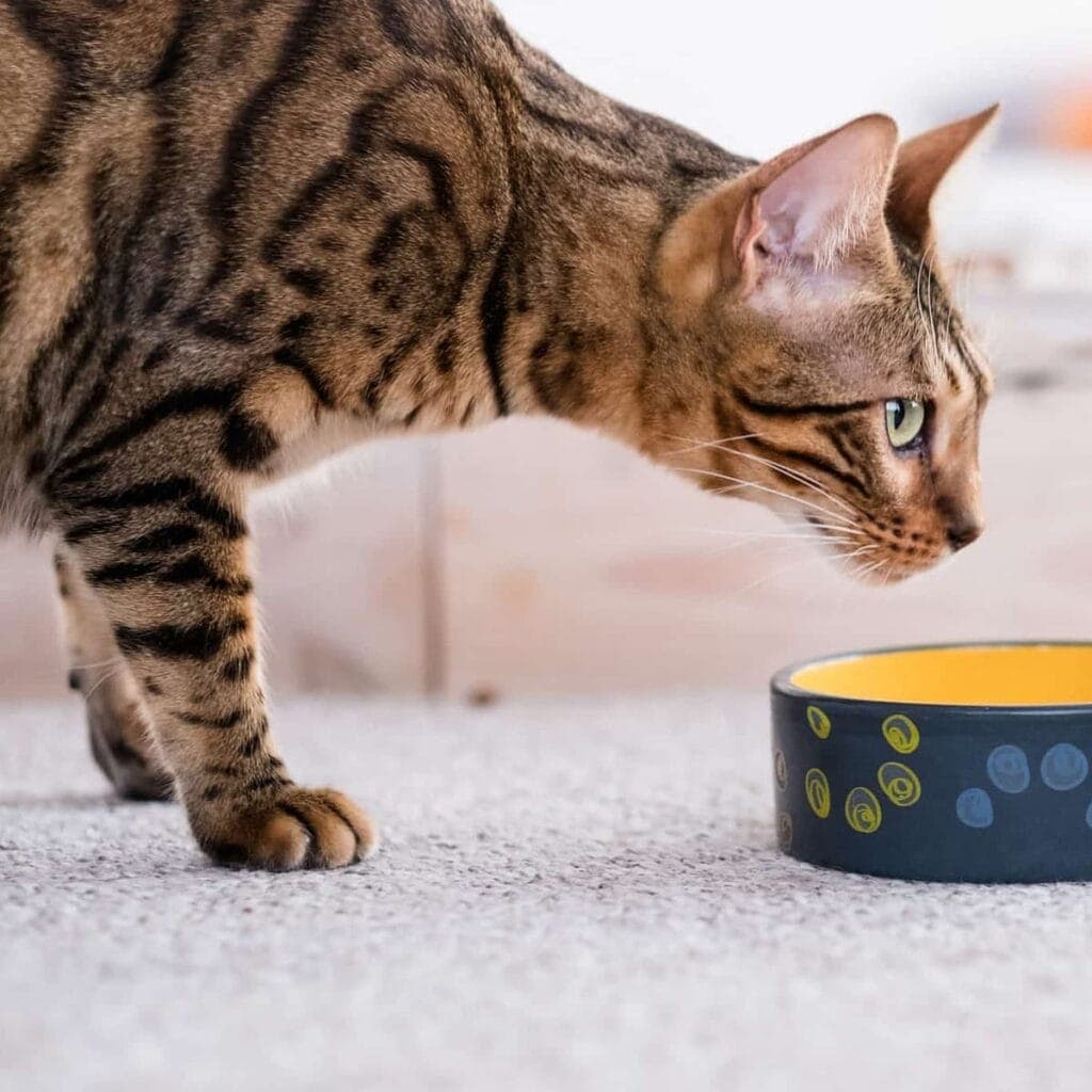 Die richtige Futtermenge für Katzen Tipps und Hinweise