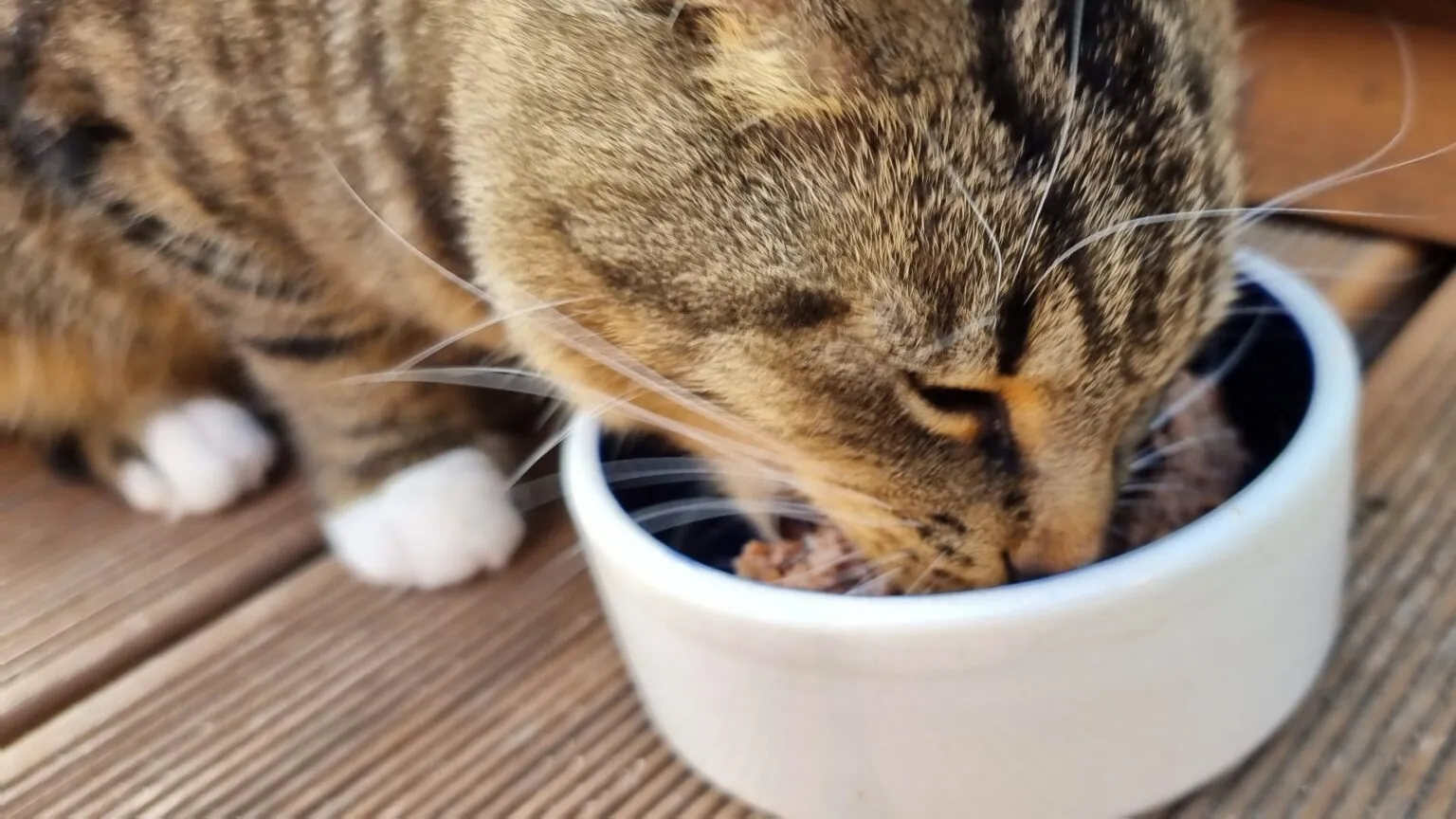 Katzenfutter mit hohem Fleischanteil: Unsere 5 Empfehlungen • katzenkram