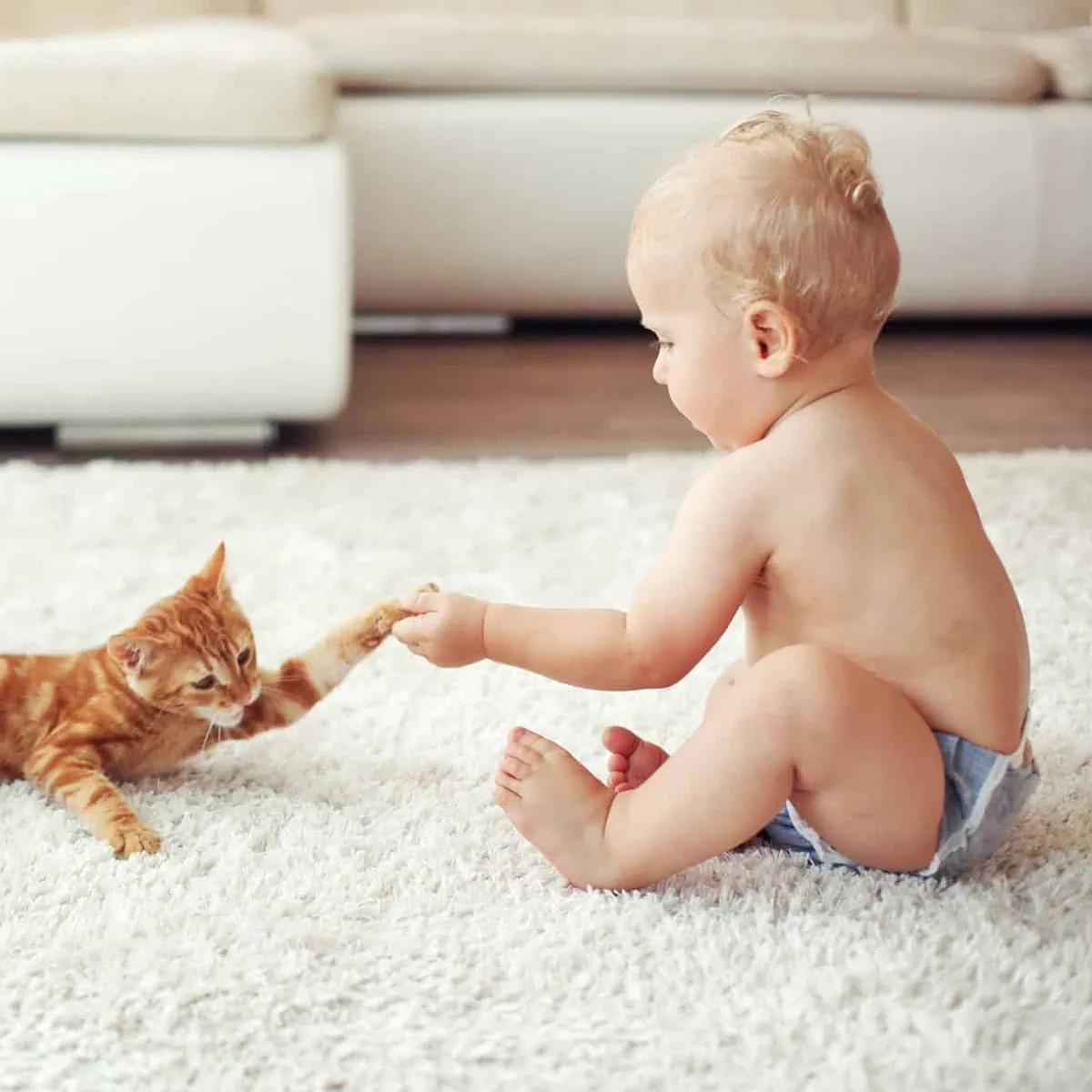 Katzenbilder: Die 30 liebenswertesten Bilder von Katzen