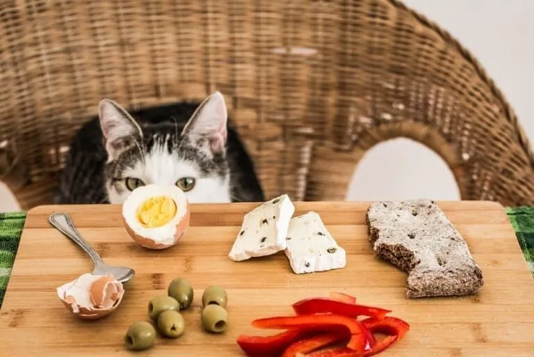 Mit 4 Rezepten: Schonkost für Katzen - einfach selbst gemacht