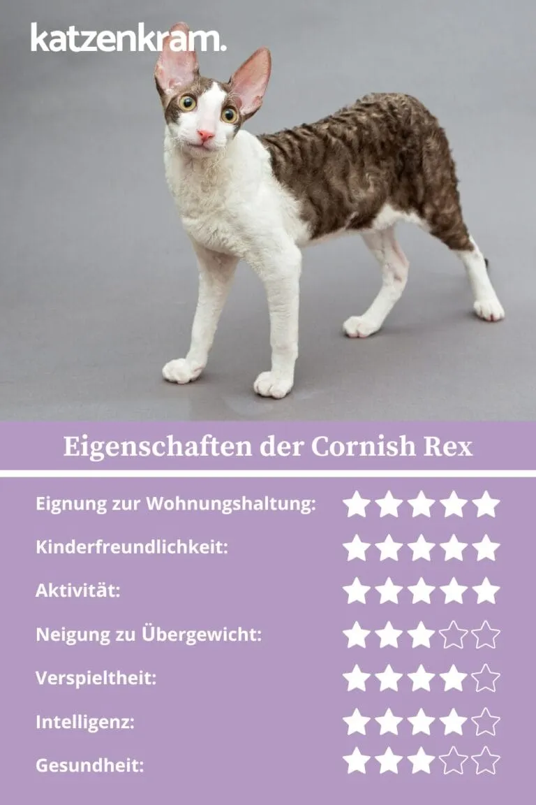 Cornish Rex Besonderheiten, Charakter und Haltung