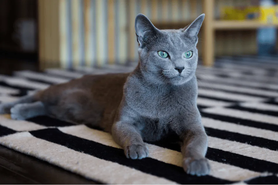 Ragdoll: Eine Katze mit ganz besonderem Wesen • katzenkram