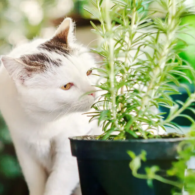 Pflanze Ungiftig Fur Katzen