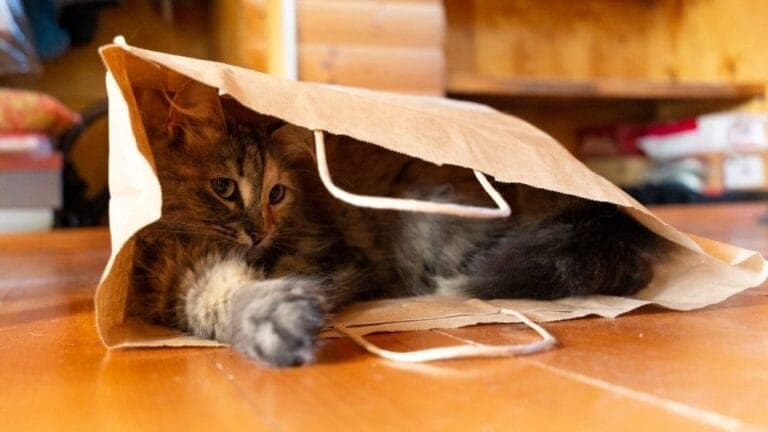Katzenbilder: Die 30 liebenswertesten Bilder von Katzen